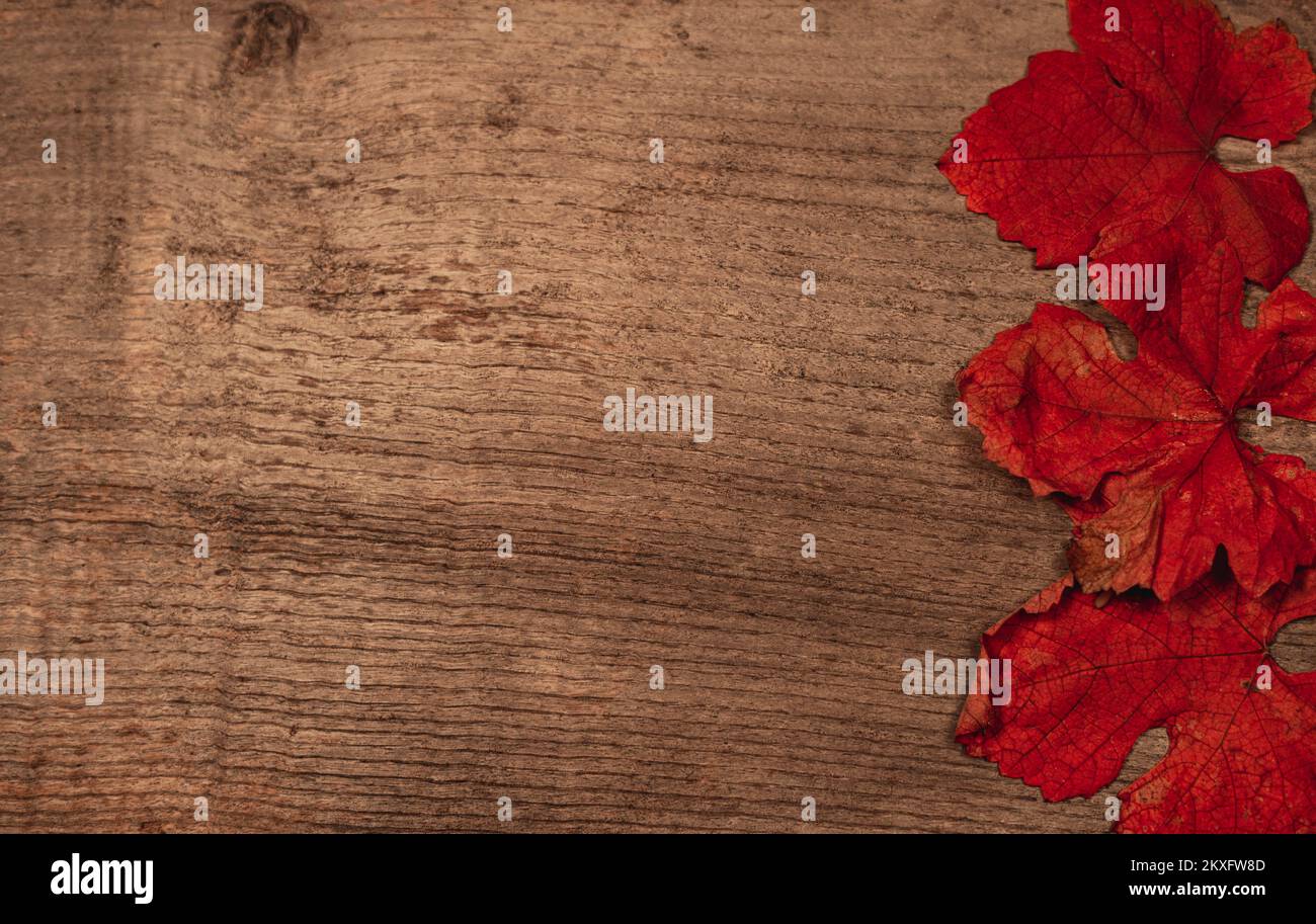 Autumn color in wood Stock Photo - Alamy