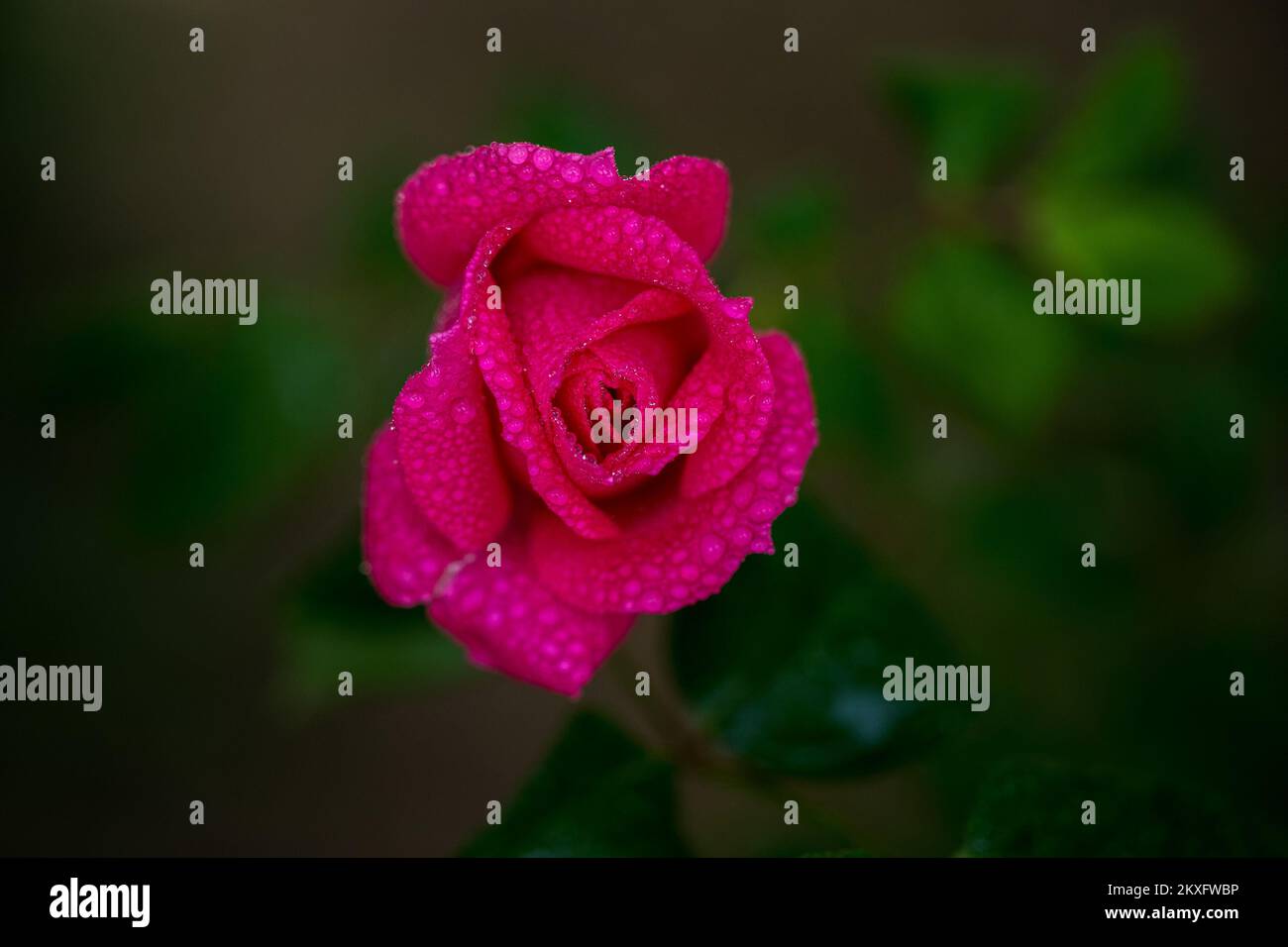 14.05.2020., Rijeka - Red rose covered with water drops. Photo: Nel ...