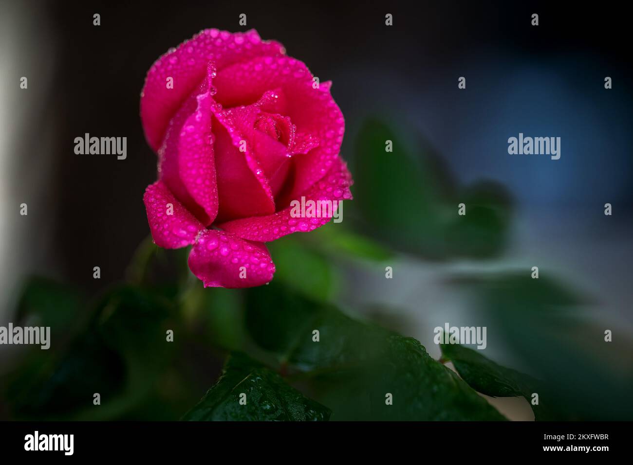 14.05.2020., Rijeka - Red rose covered with water drops. Photo: Nel ...