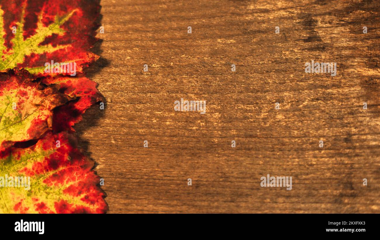 Autumn color in wood Stock Photo - Alamy