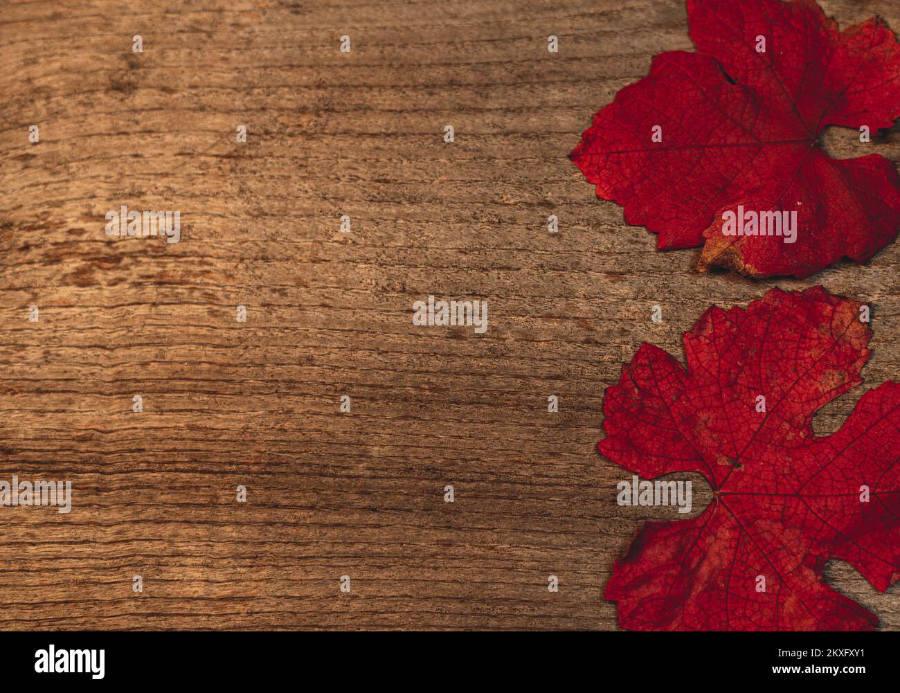 Autumn color in wood Stock Photo - Alamy