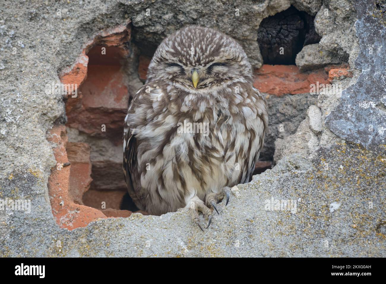 Owl hole eyes closed hi-res stock photography and images - Alamy