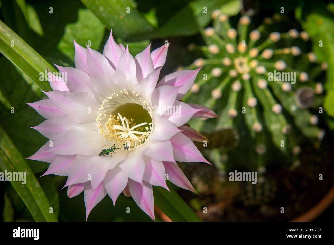 24.05.2020.., Pula, Croatia - The Echinopsis genus of cacti includes ...