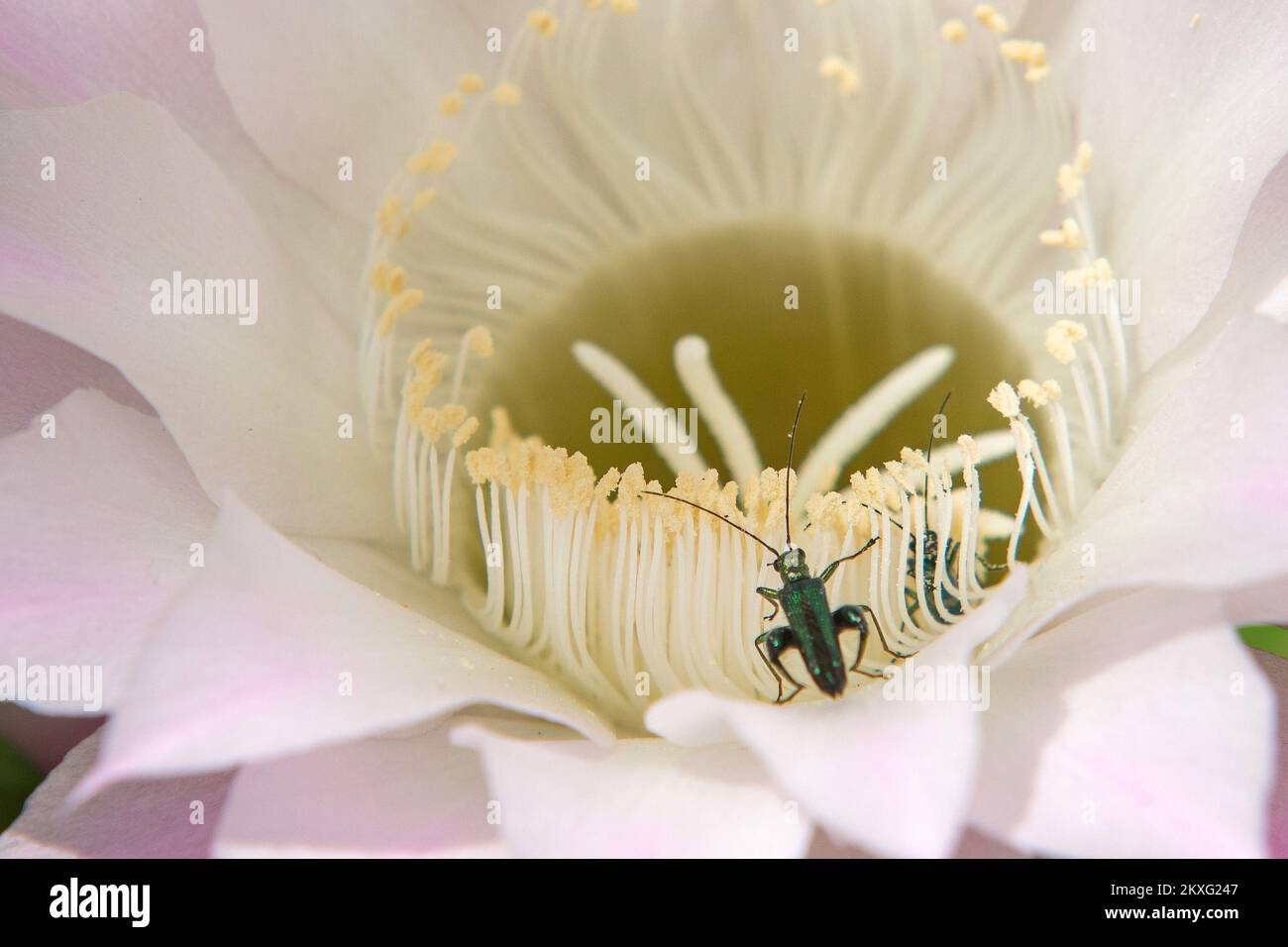 24.05.2020.., Pula, Croatia - The Echinopsis genus of cacti includes ...