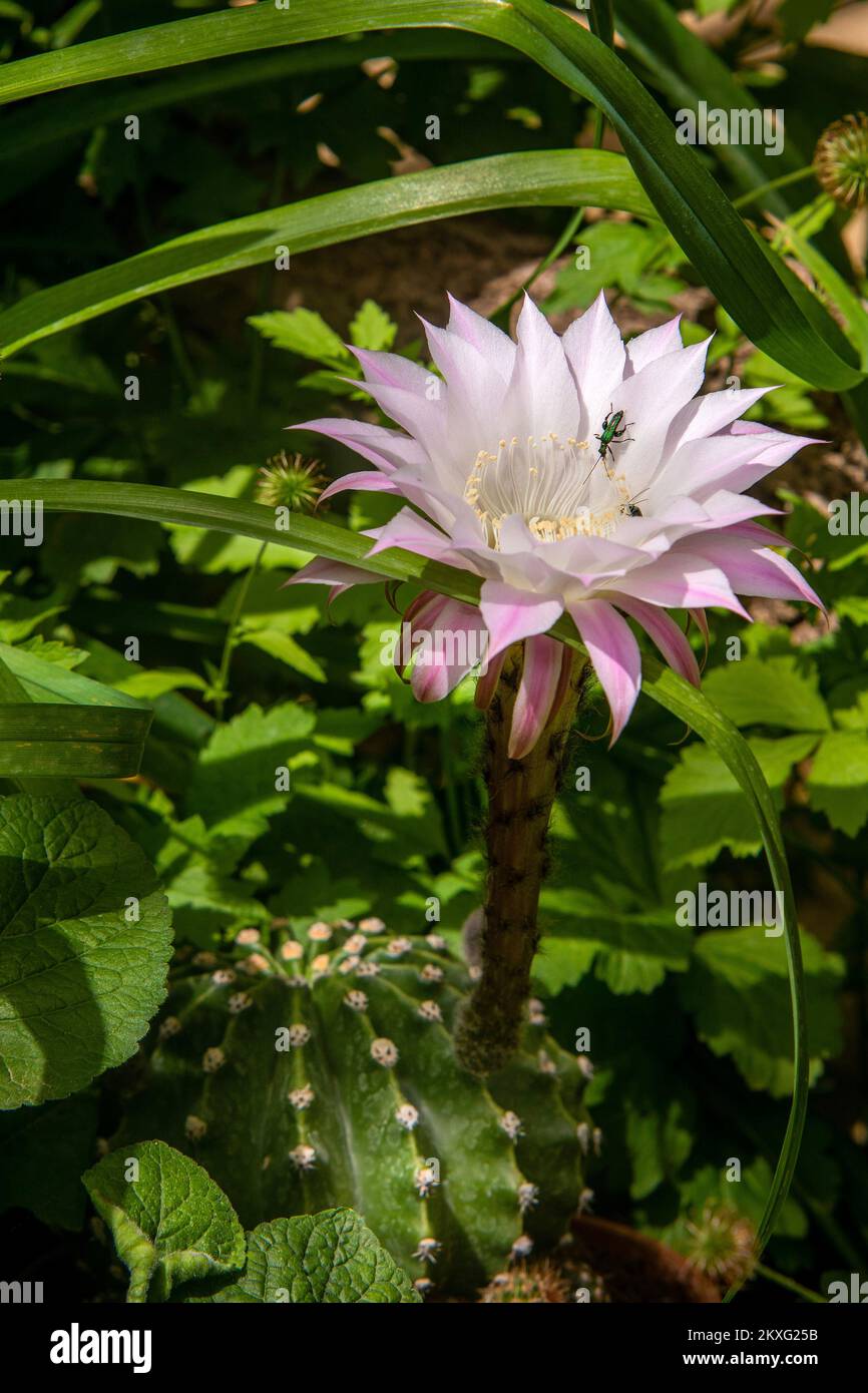 24.05.2020.., Pula, Croatia - The Echinopsis genus of cacti includes ...