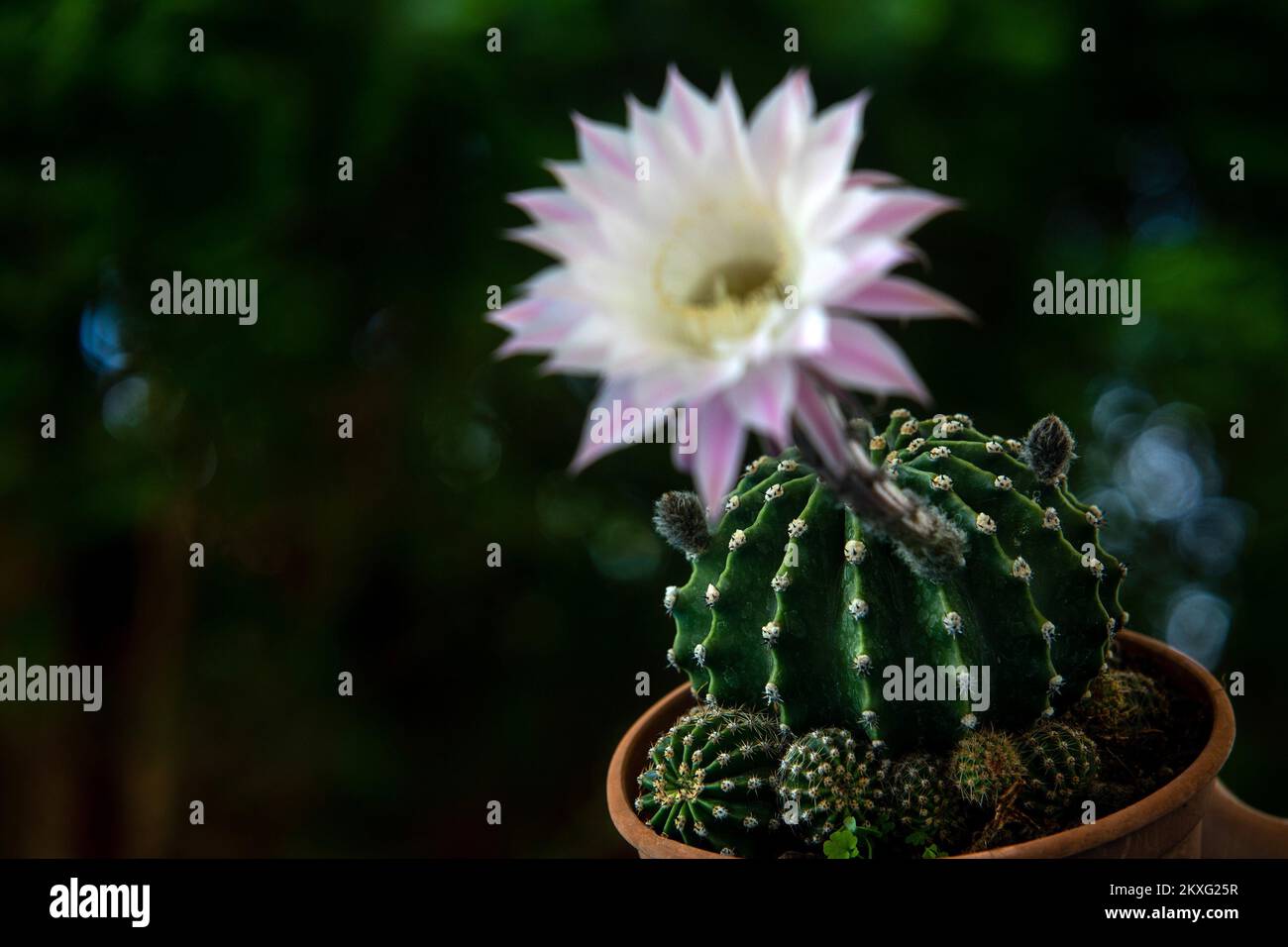 24.05.2020.., Pula, Croatia - The Echinopsis genus of cacti includes ...