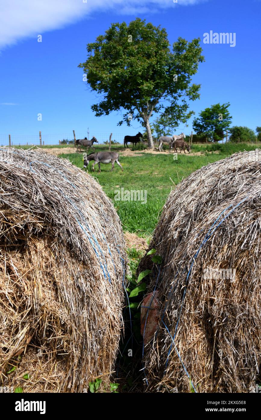 Fat farm family hi-res stock photography and images - Alamy