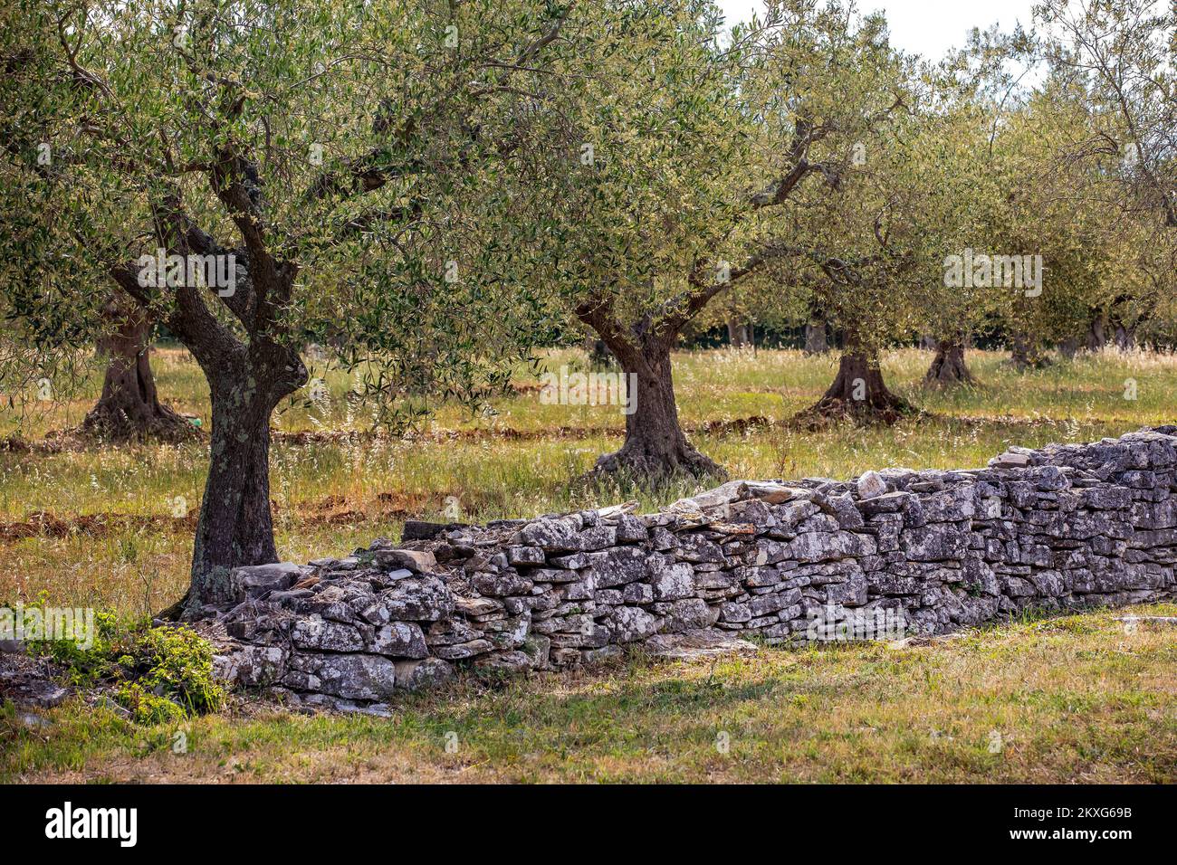 An Olive tree stands in grove in Bale, Istria, Croatia, Istria have ...
