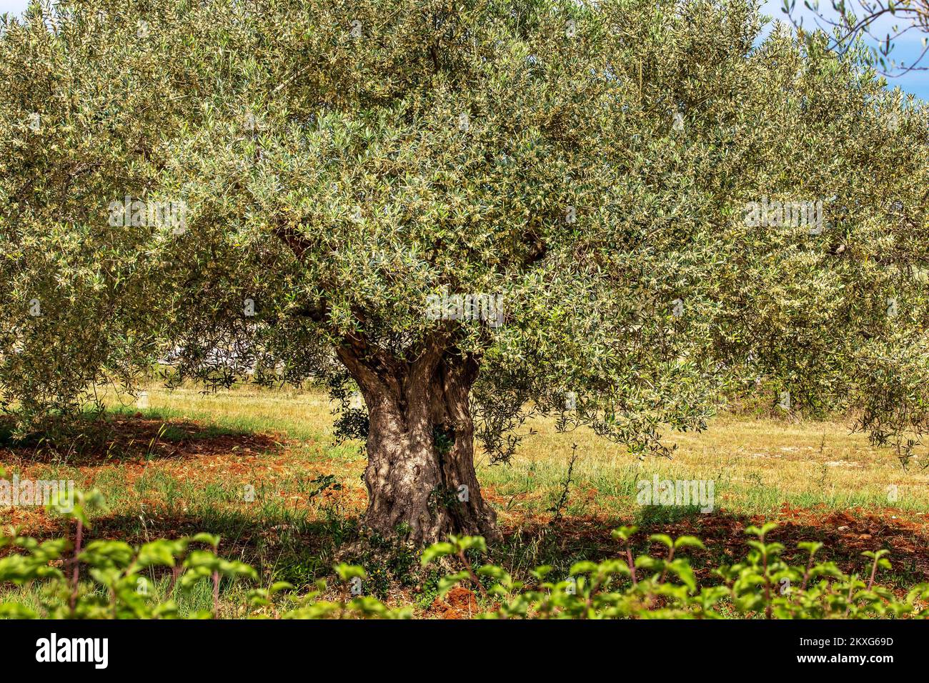 An Olive tree stands in grove in Bale, Istria, Croatia, Istria have ...