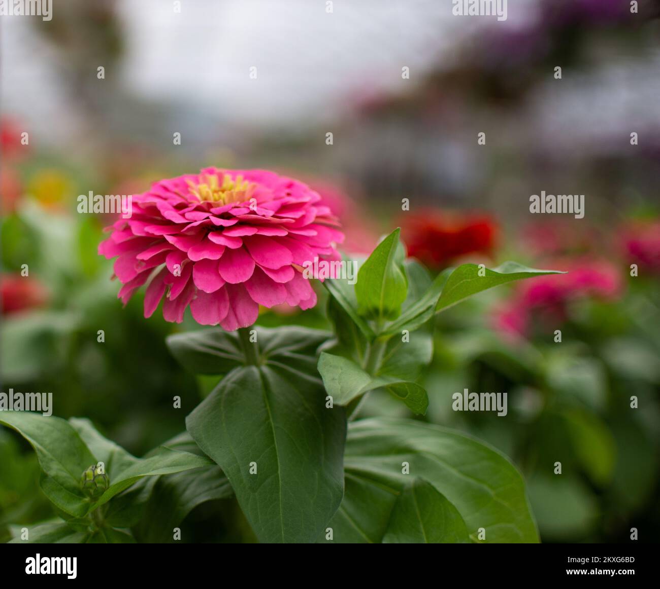 Pink Zinnia in a greenhouse Stock Photo - Alamy
