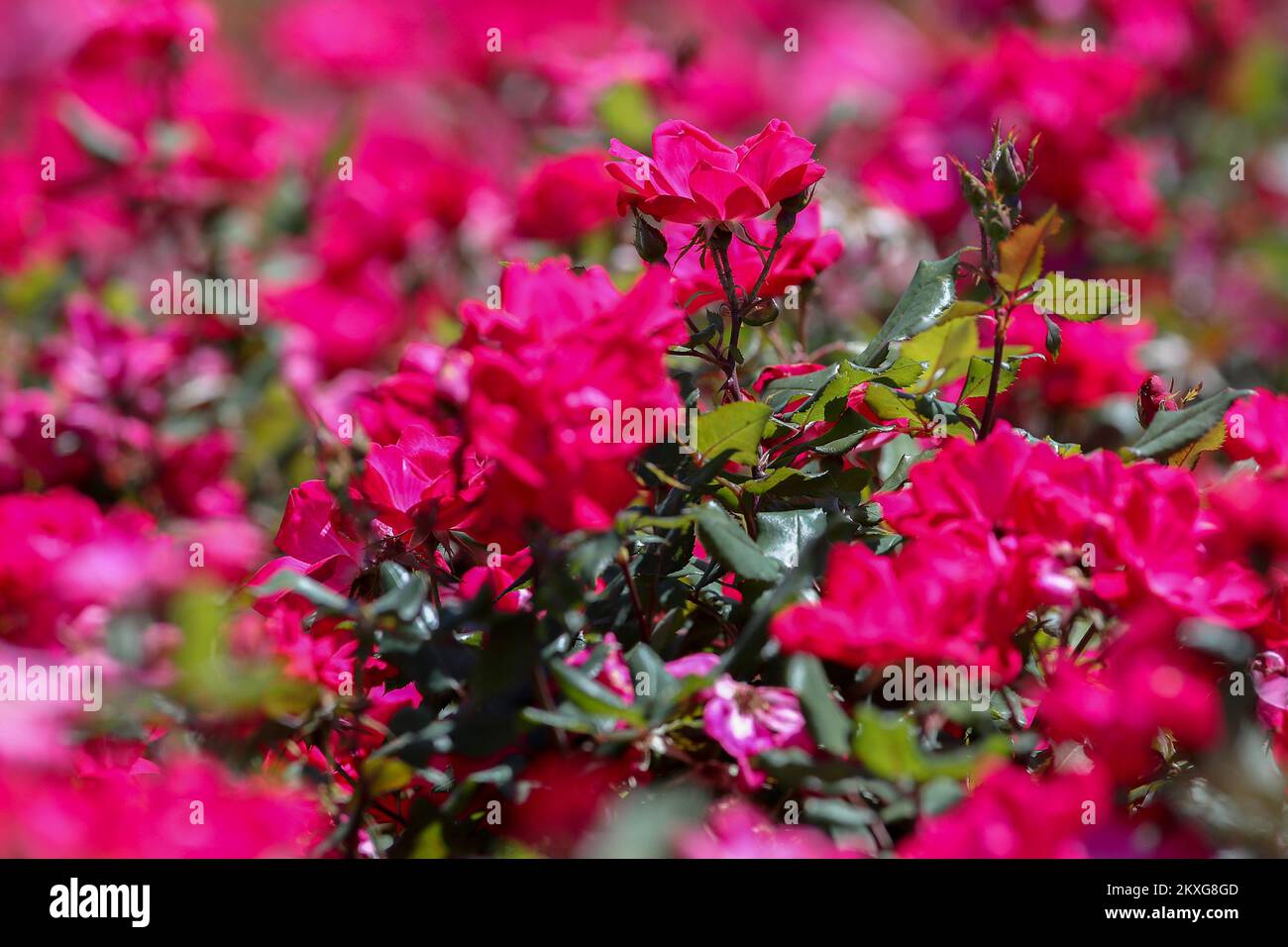 07.06.2020., Zagreb, Croatia - Spring flowers in front of Zagreb ...