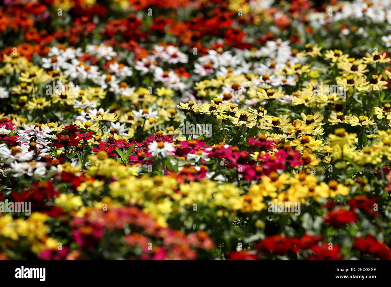 07.06.2020., Zagreb, Croatia - Spring flowers in front of Zagreb ...