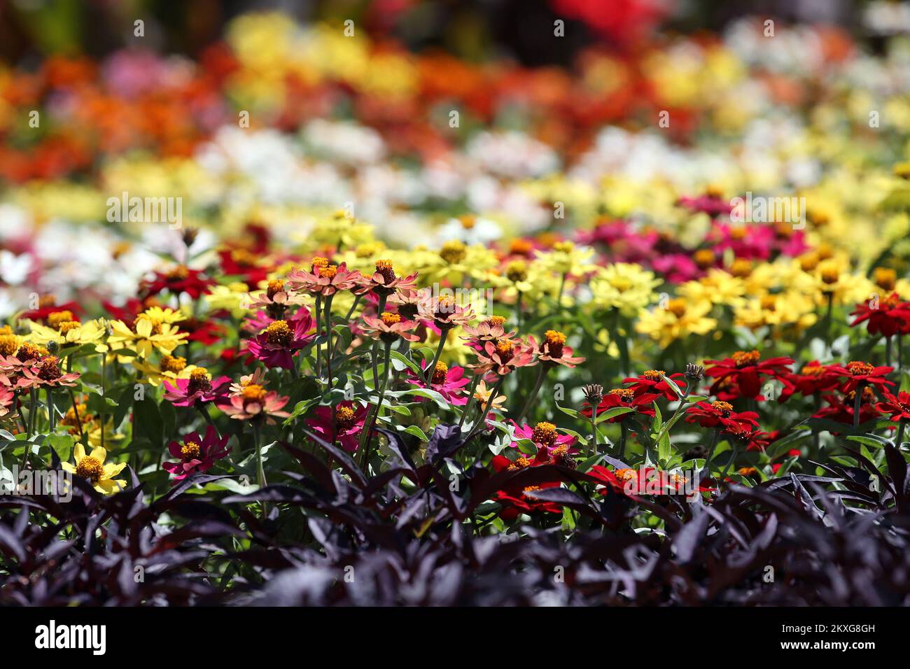 07.06.2020., Zagreb, Croatia - Spring flowers in front of Zagreb ...
