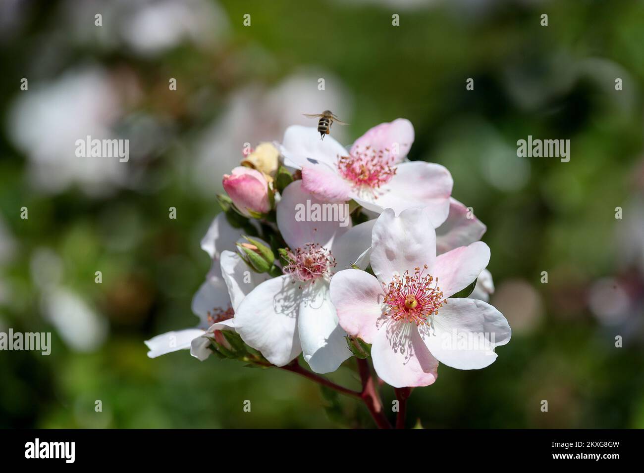07.06.2020., Zagreb, Croatia - Spring flowers in front of Zagreb ...