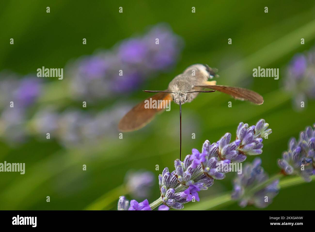 13.06.2020., Pula, Croatia - Hummingbird butterfly on a blooming ...