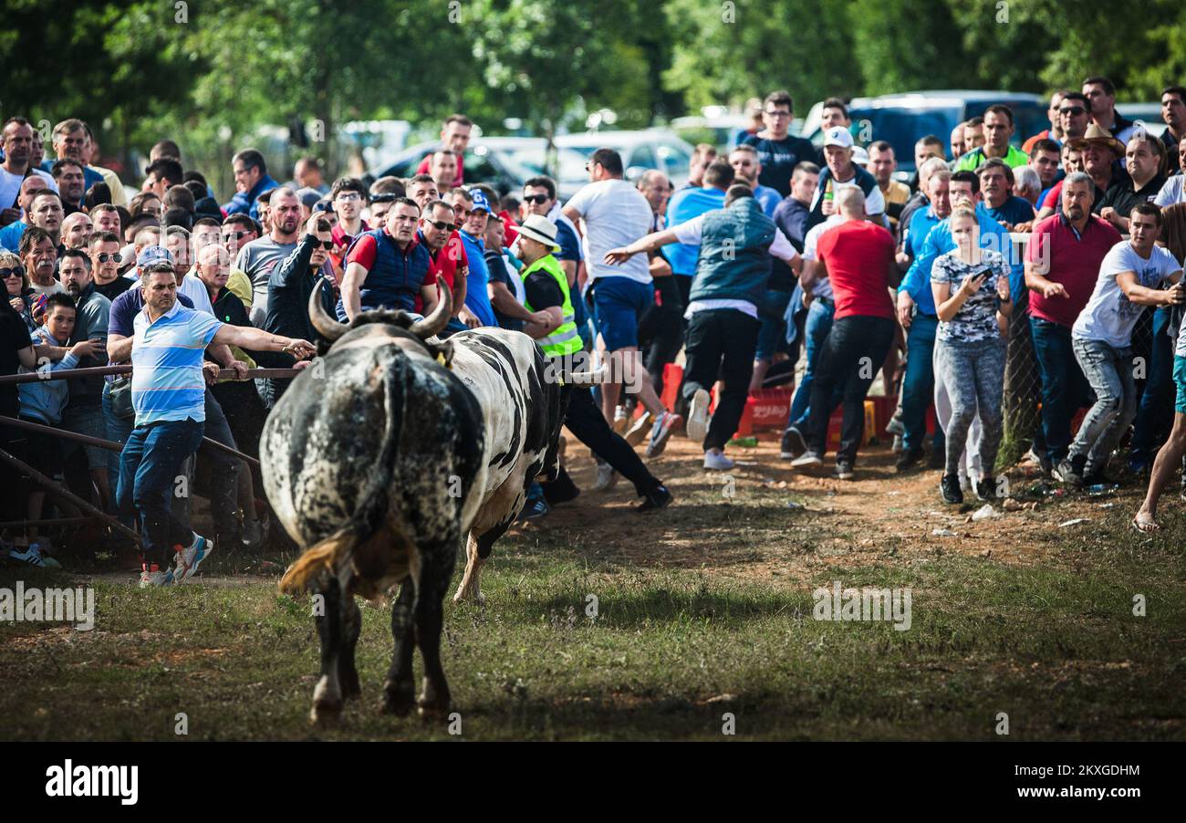 21.06.2020., Dicmo, Croatia - The traditional bullfight took place in ...