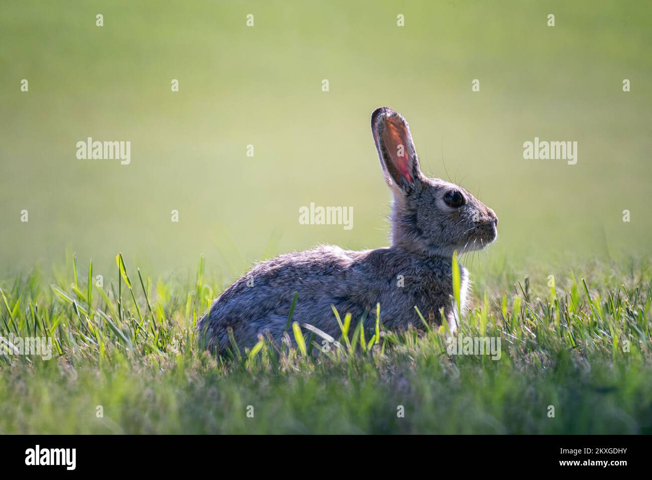 Summer rabbit in Billings Montana Stock Photo - Alamy