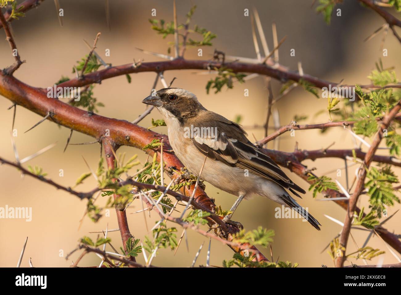 The sparrow-weaver, birds in the family Ploceidae. Small african bird ...