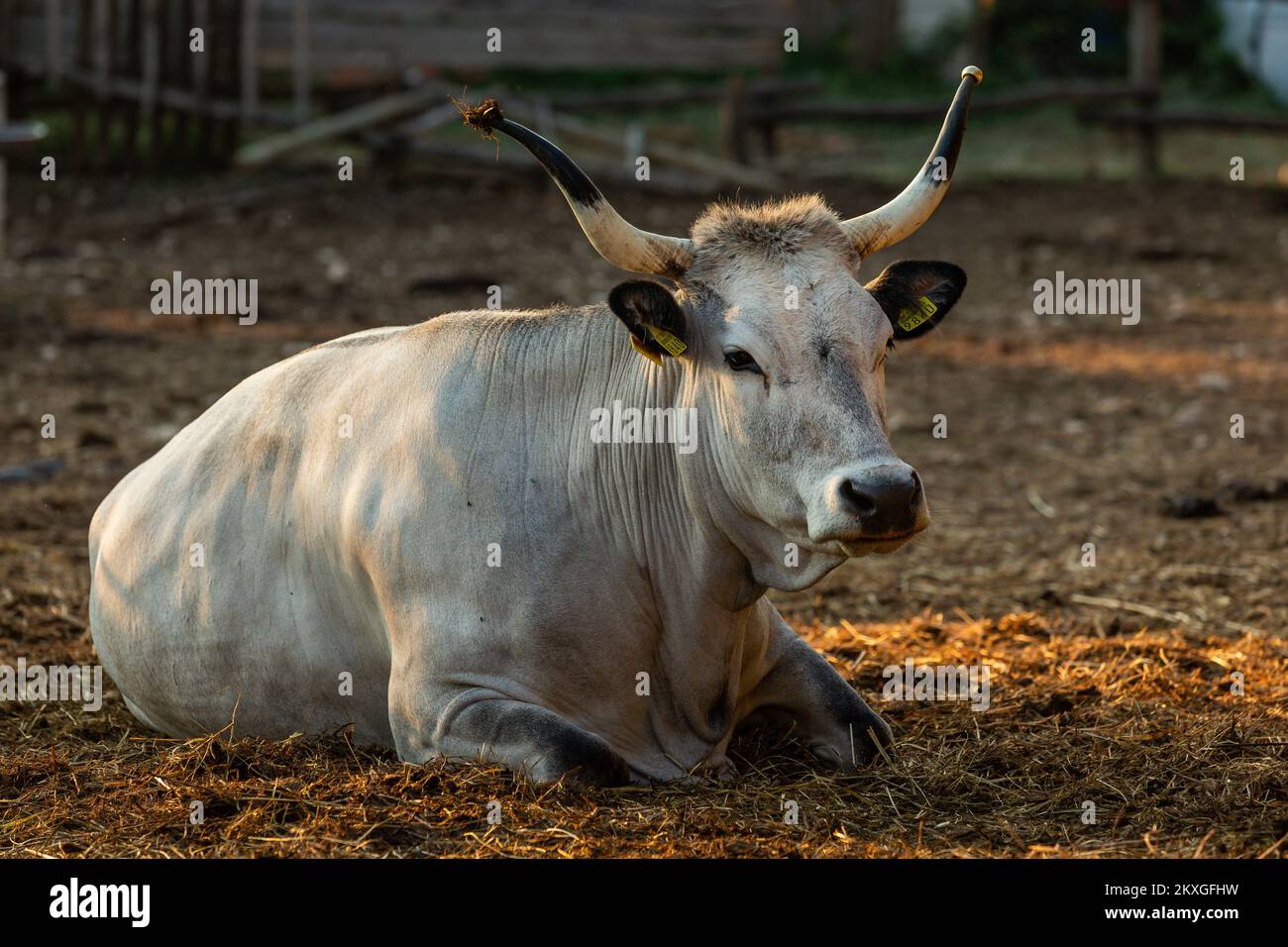 Indigenous Istrian cattle or the popular Boskarin can be seen in the ...