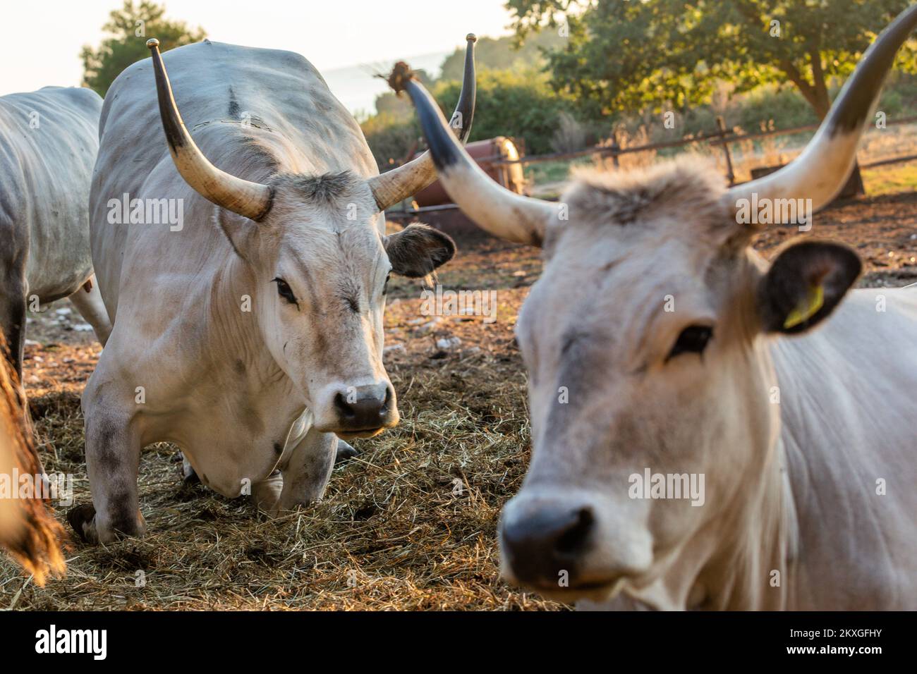 Boskarin hi-res stock photography and images - Alamy
