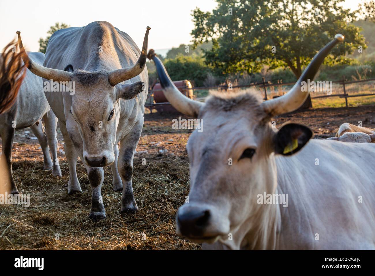 Indigenous Istrian cattle or the popular Boskarin can be seen in the ...
