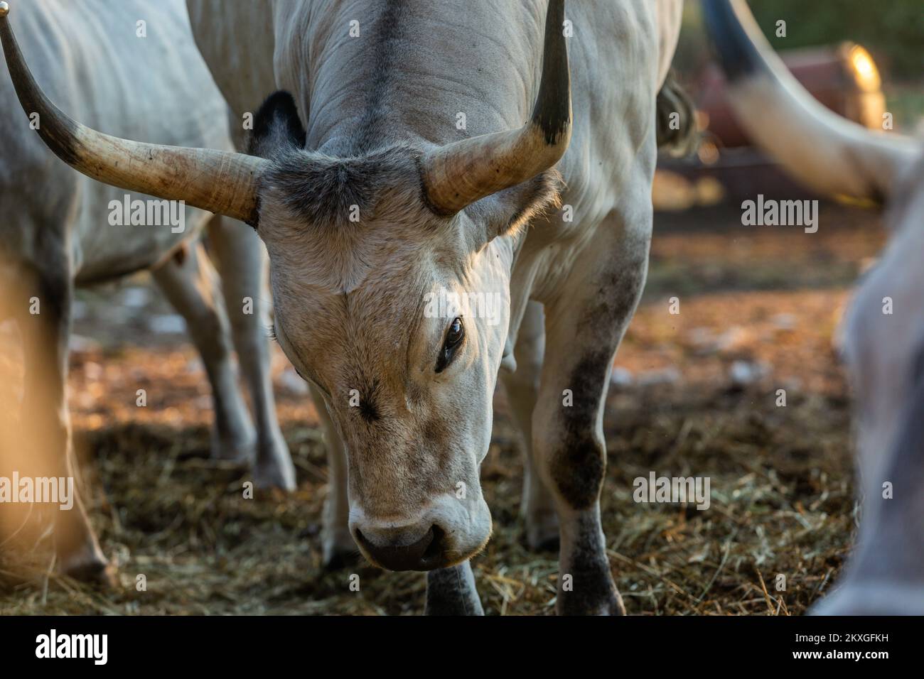 Kamenjak nature park hi-res stock photography and images - Alamy