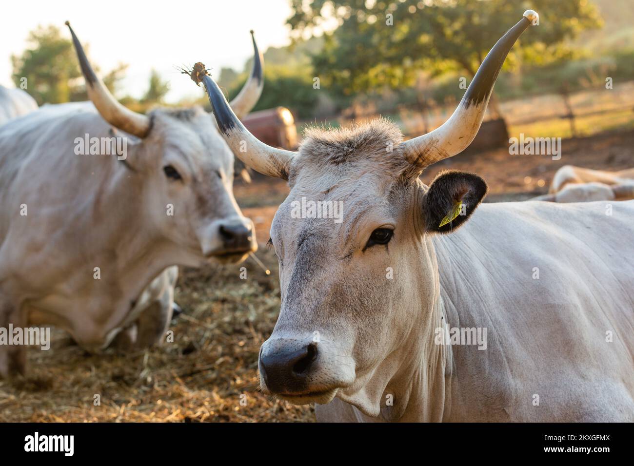 Indigenous Istrian cattle or the popular Boskarin can be seen in the ...