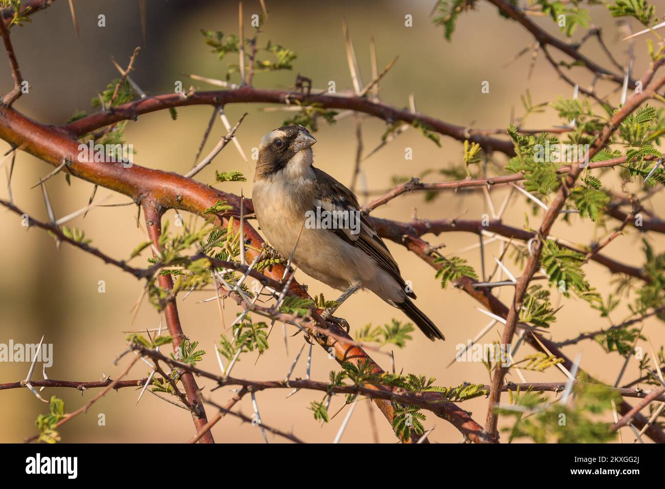 The sparrow-weaver, birds in the family Ploceidae. Small african bird ...