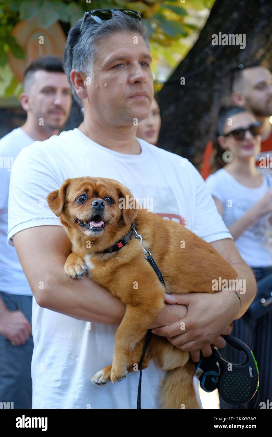 Mixed-breed dogs can be seen at the traditional mixed-breed dog show as ...