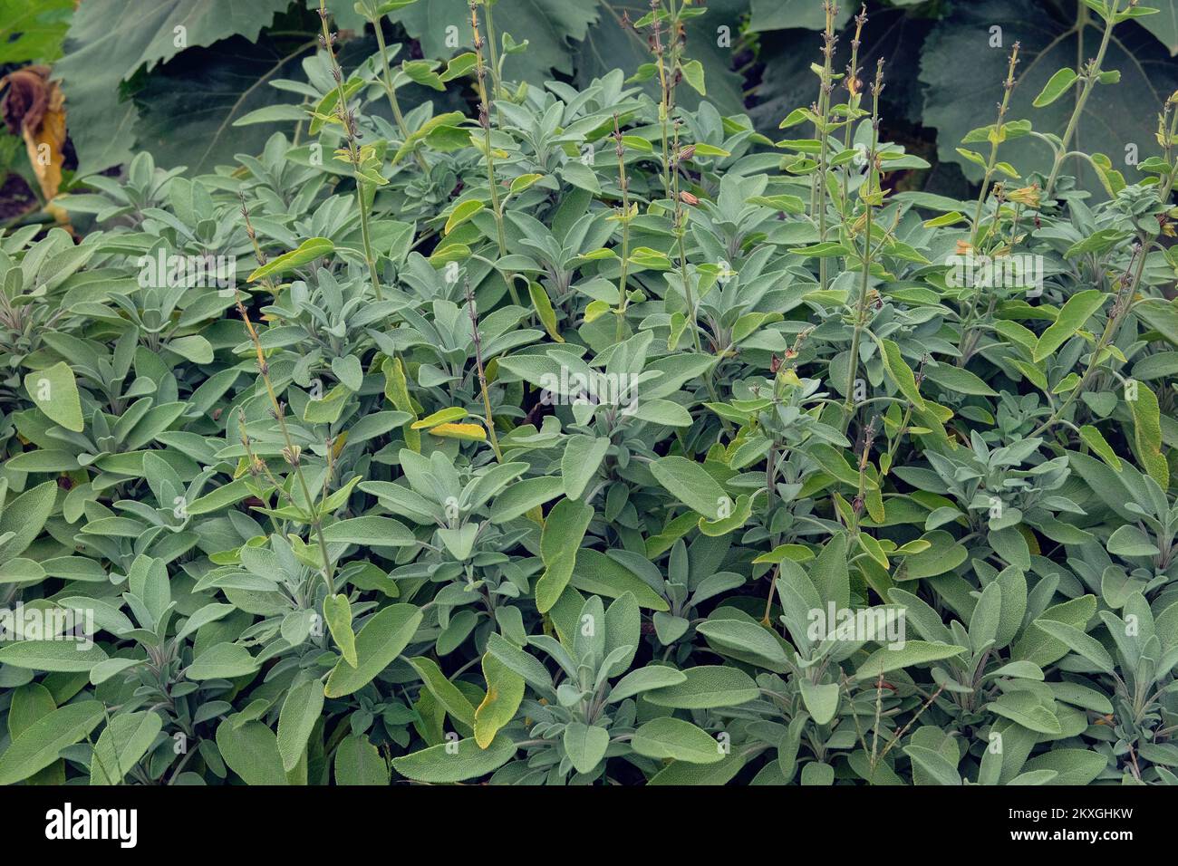 Herb garden monastery hi-res stock photography and images - Alamy