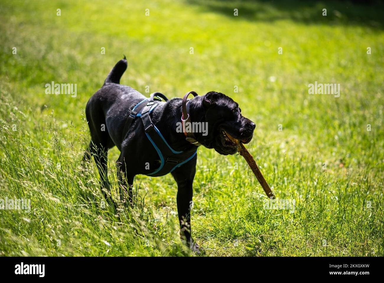 Grey cane corso puppy dog hi-res stock photography and images - Alamy
