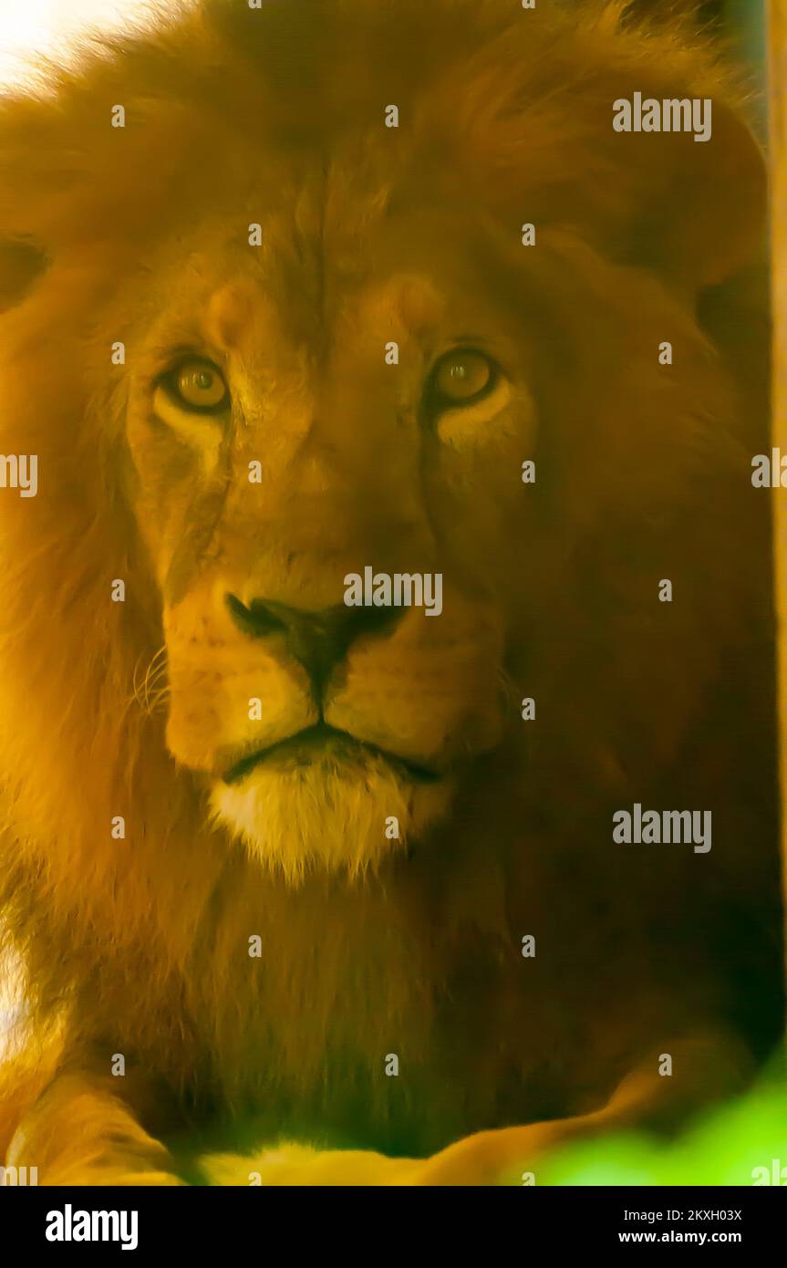 Lion face close up, biggest african carnivore Stock Photo - Alamy