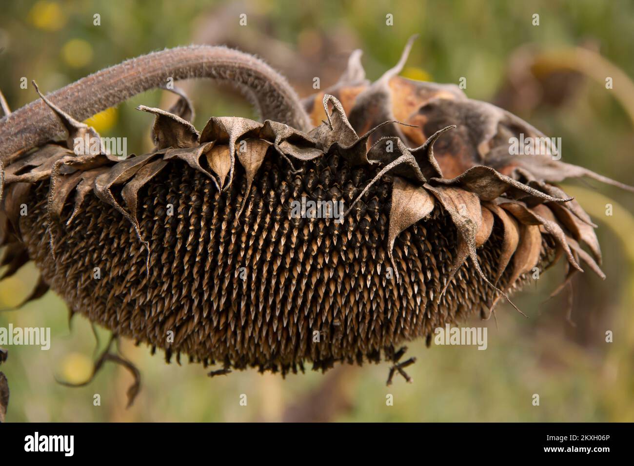Dried ripe sunflower field hi-res stock photography and images - Alamy