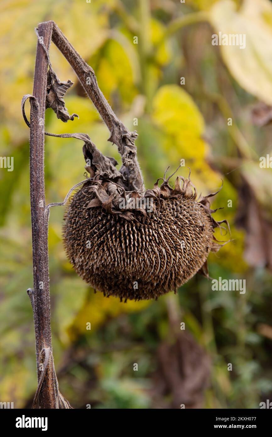 Dried ripe sunflower field hi-res stock photography and images - Alamy