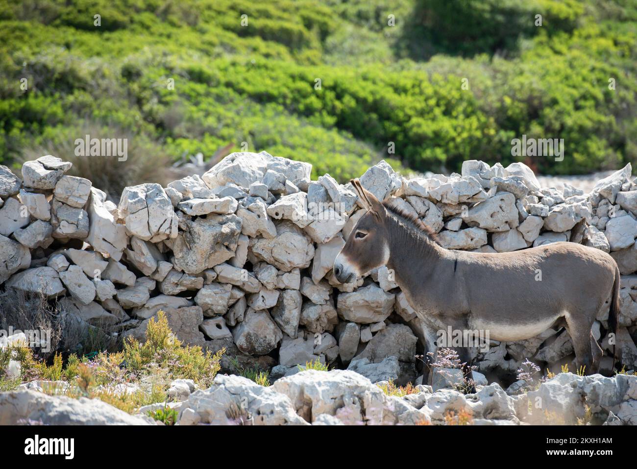 A large rescue operation of donkeys from the deserted and remote island ...