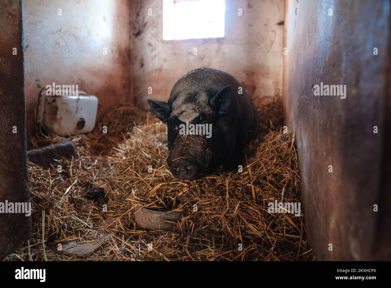 blind black pig resting in hay, cataract Stock Photo - Alamy
