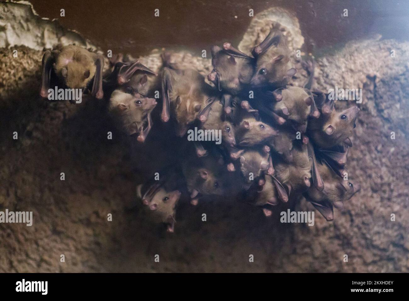 Group of visitors in Zagreb ZOO take a tour on the occasion of ...