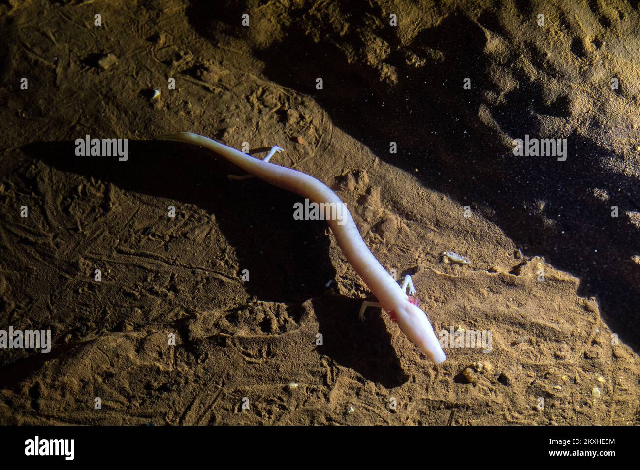 Human fish hi-res stock photography and images - Alamy