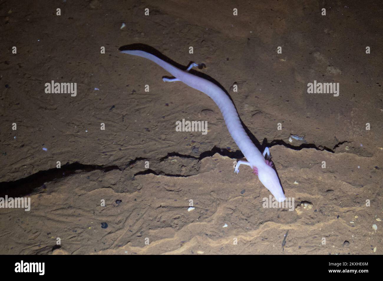 The olm is also called ''human fish'' seen in Baredine Cave near by ...
