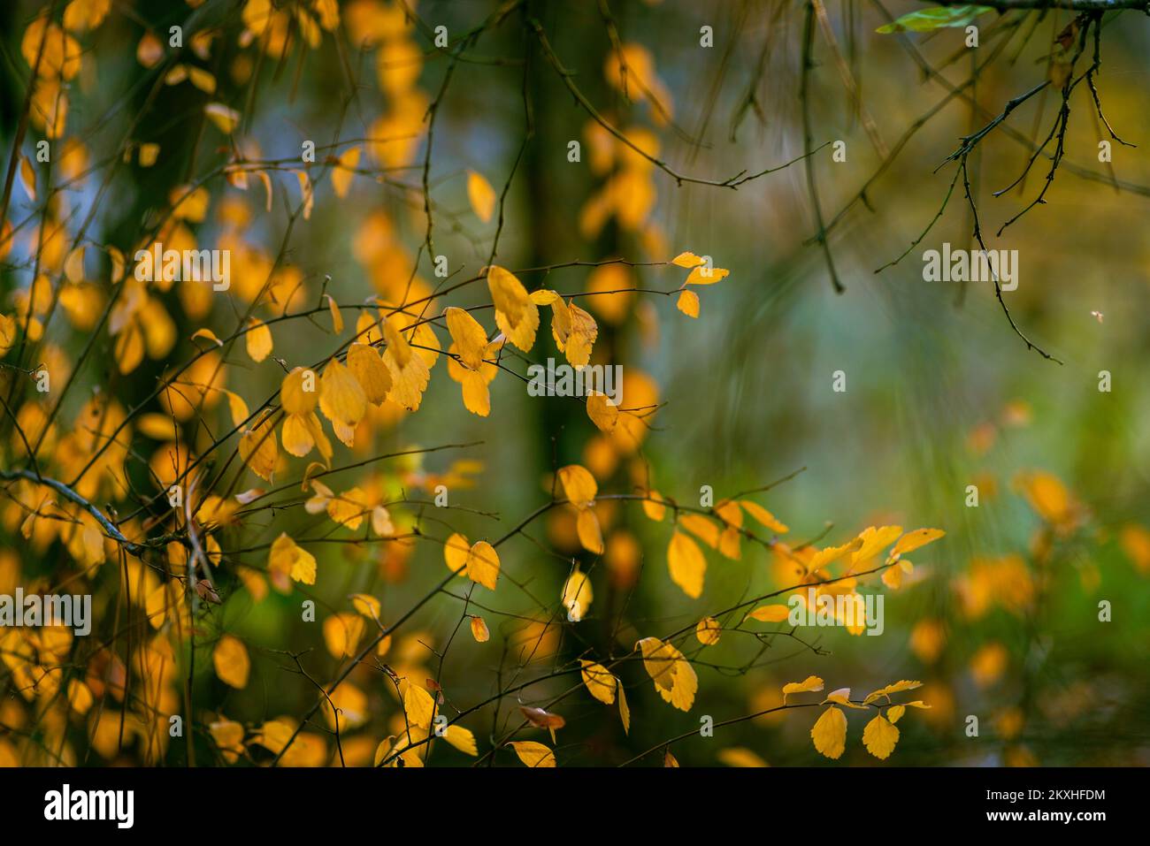 Goldmound spirea autumn hi-res stock photography and images - Alamy