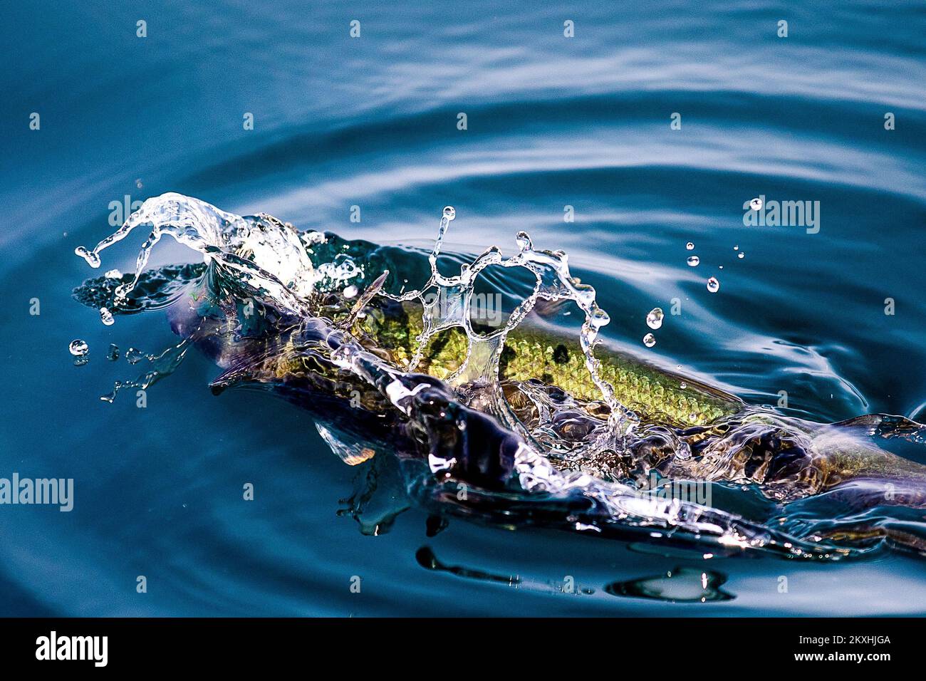 Sarpa salpa fish is pictured as she jumps out of sea on September 10 ...