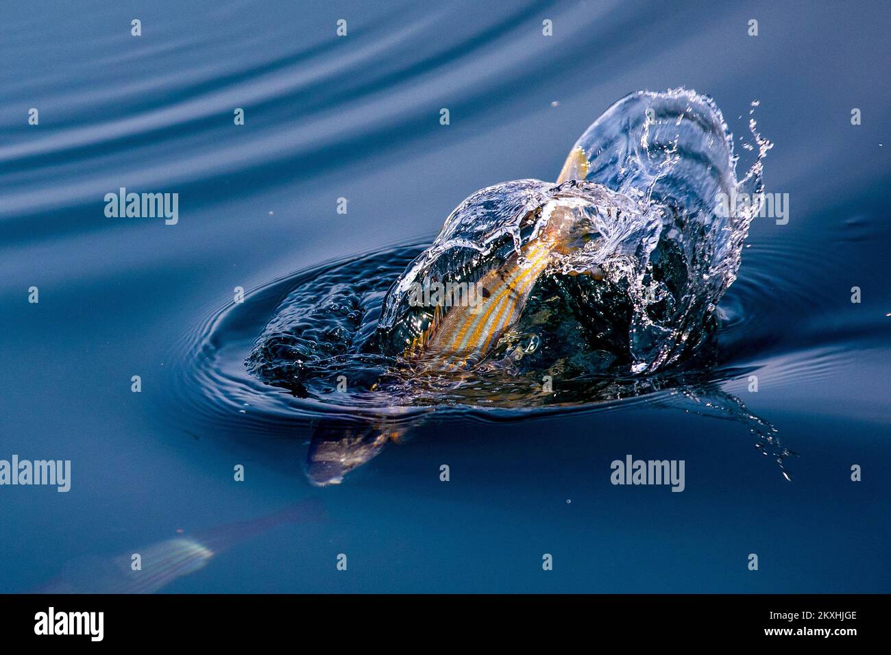 Sarpa salpa fish is pictured as she jumps out of sea on September 10 ...