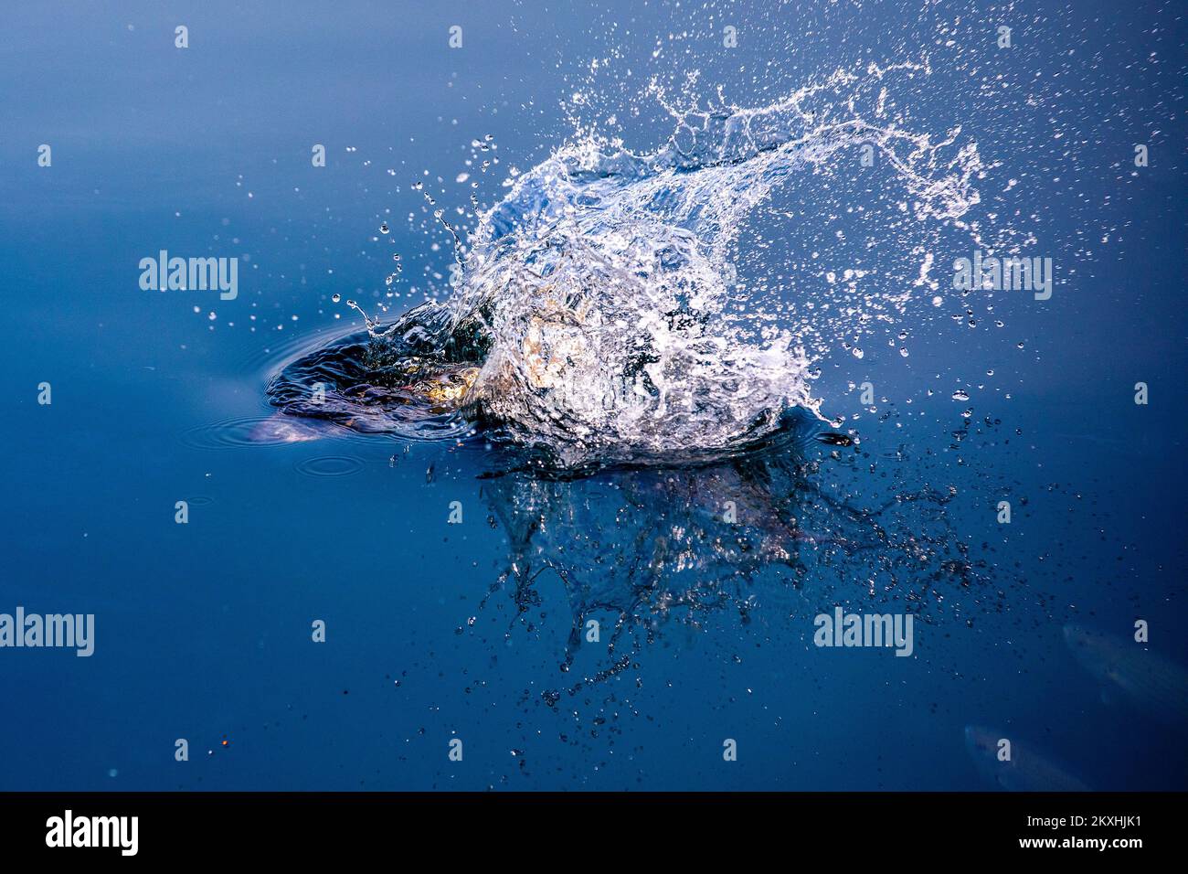 Sarpa salpa fish is pictured as she jumps out of sea on September 10 ...
