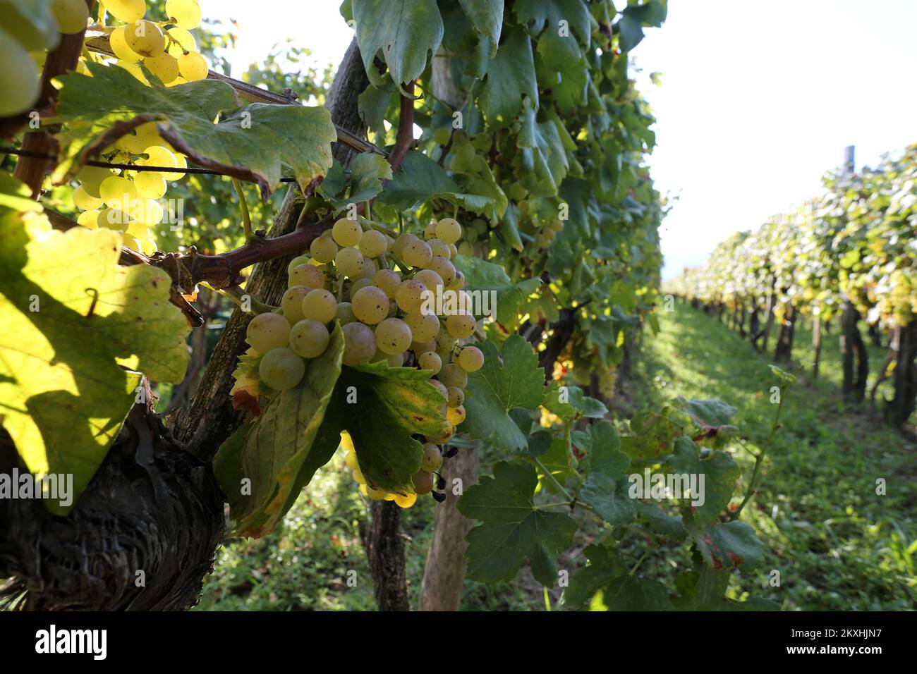 White grapes are collected in vineyard near Vrbnik, Croatia on ...