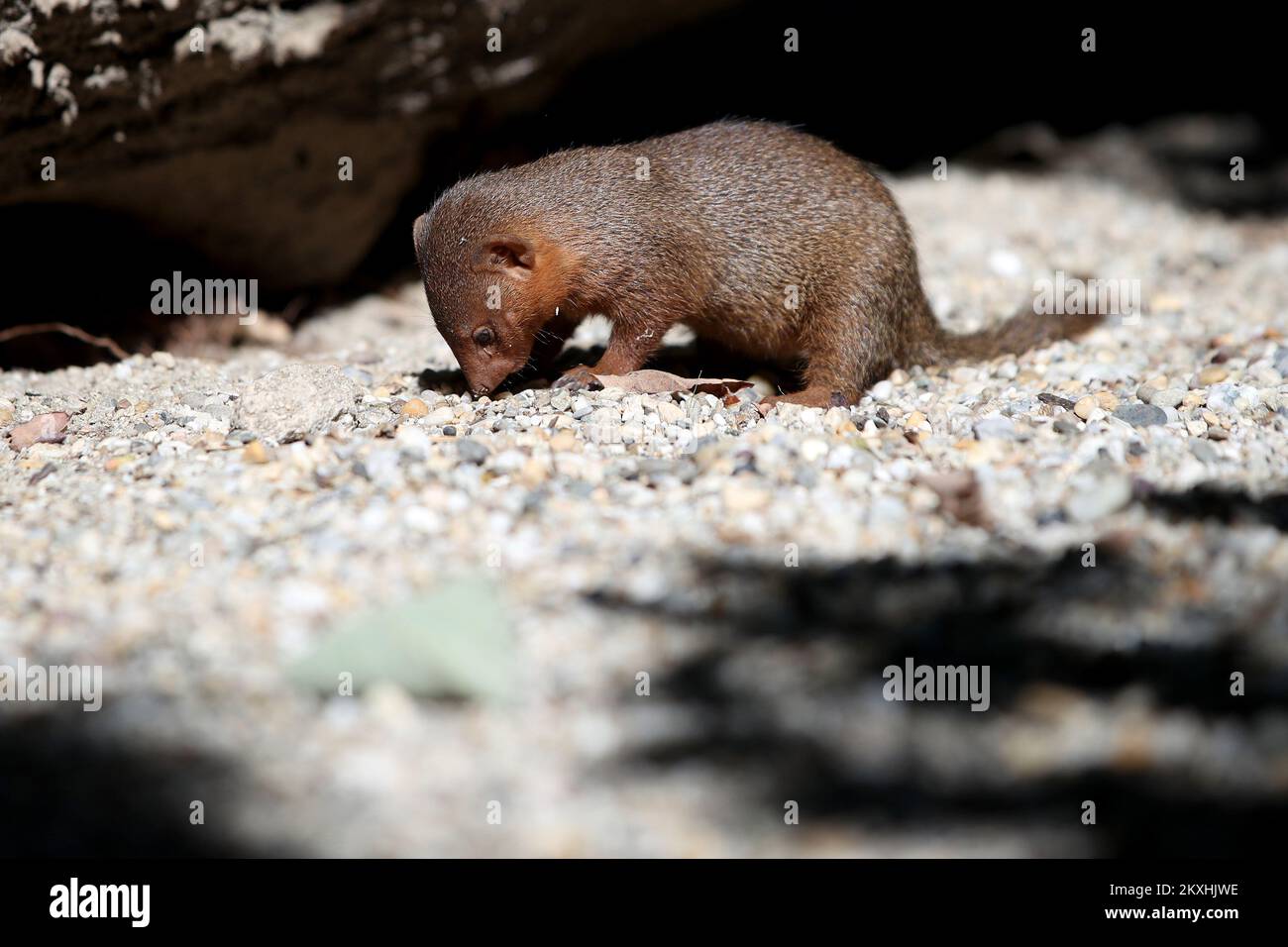 Baby mongoose is seen at Zagreb ZOO, in Zagreb, Croatia, September 11 ...