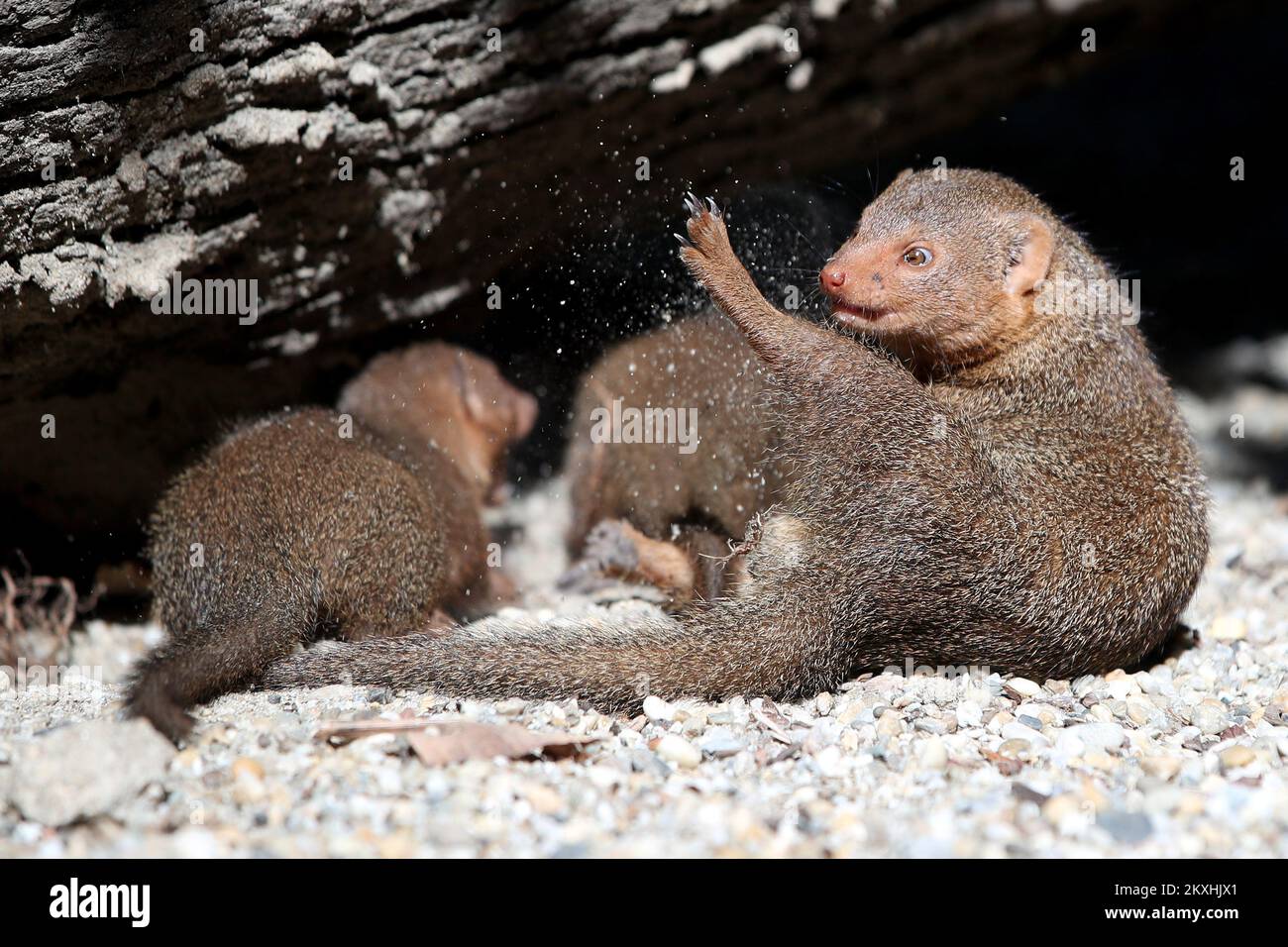 Baby mongoose is seen at Zagreb ZOO, in Zagreb, Croatia, September 11 ...