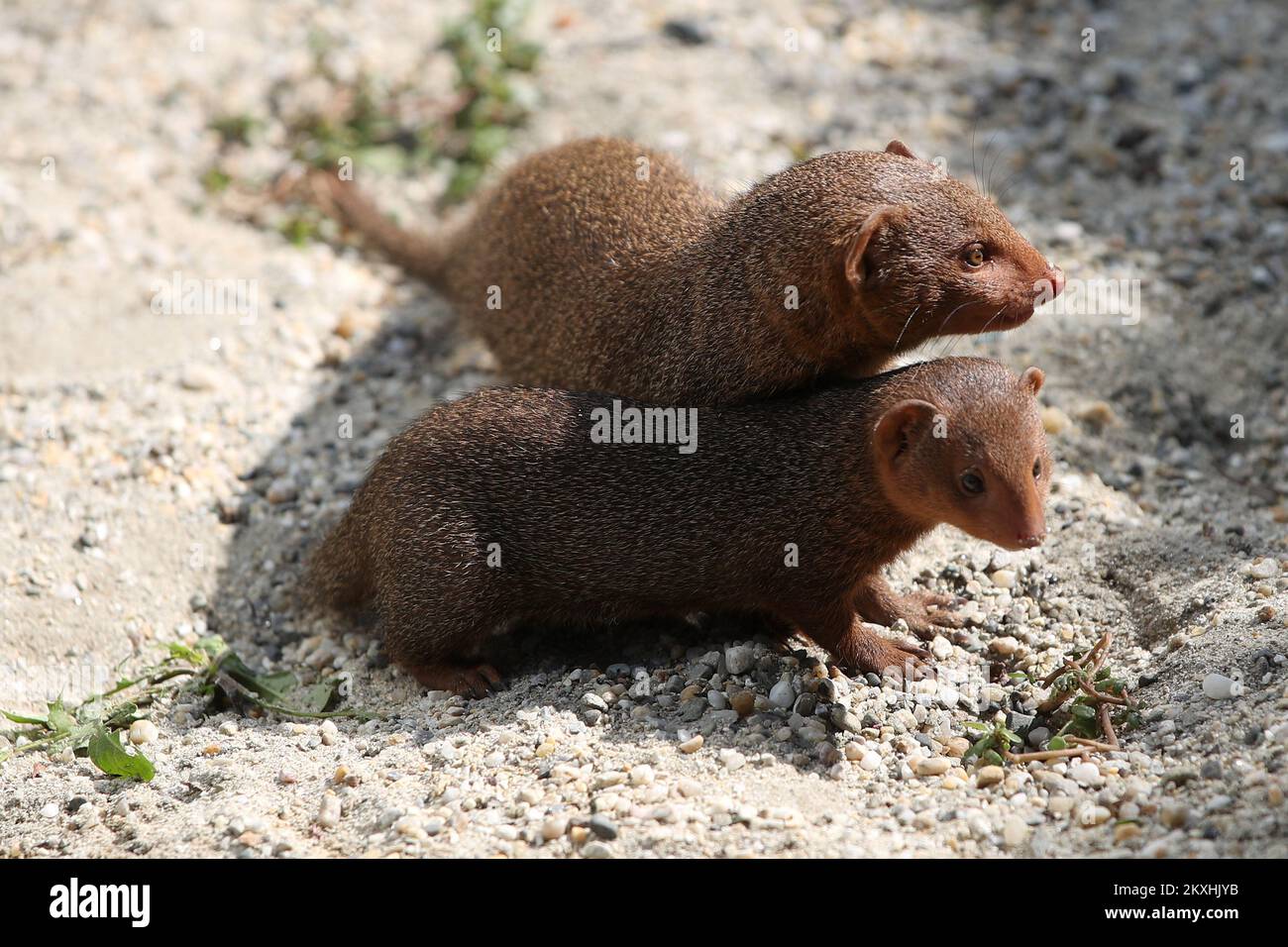 Baby mongoose is seen at Zagreb ZOO, in Zagreb, Croatia, September 11 ...