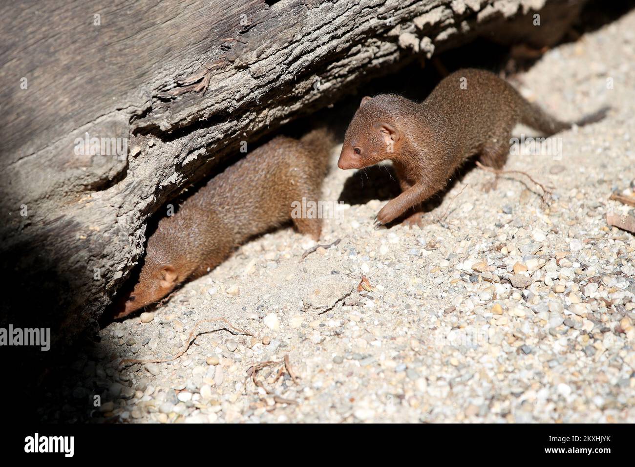 Baby mongoose is seen at Zagreb ZOO, in Zagreb, Croatia, September 11 ...