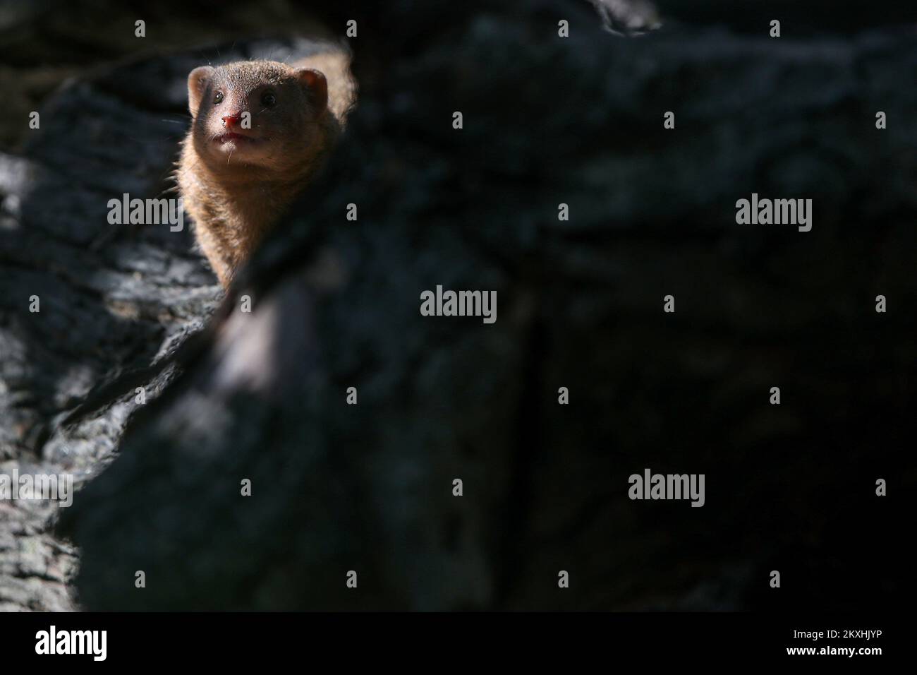 Baby mongoose is seen at Zagreb ZOO, in Zagreb, Croatia, September 11 ...