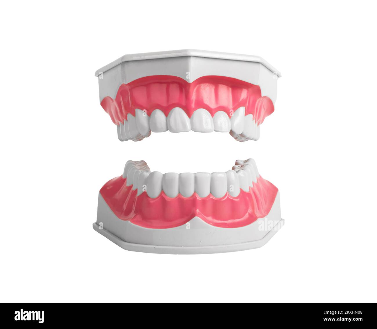 Open jaw model with upper and lowe teeth. White tooth isolated on white ...